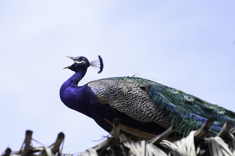 Peacock squealing stock image. Image of beak, tassel - 24385535
