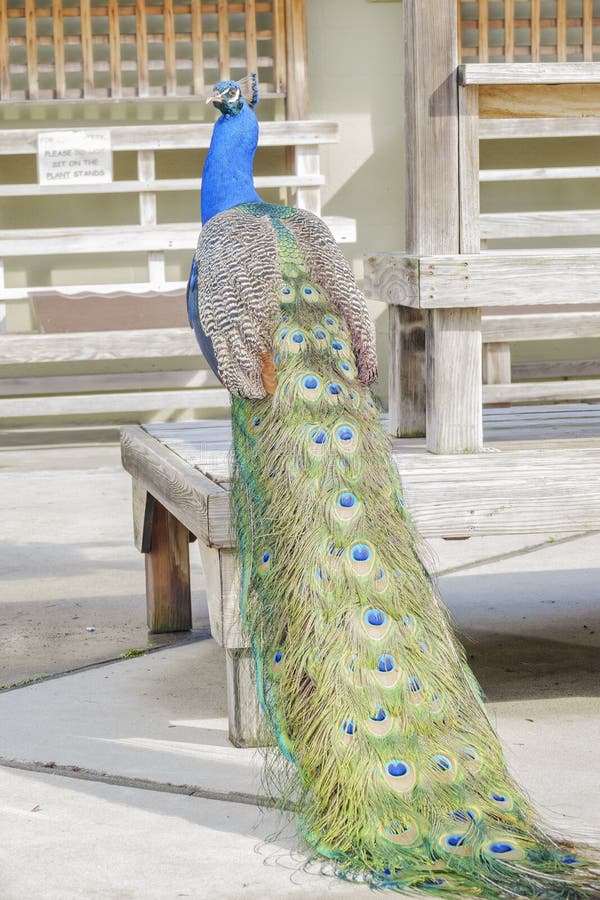 Peacock Standing in the Forest Stock Image - Image of california ...
