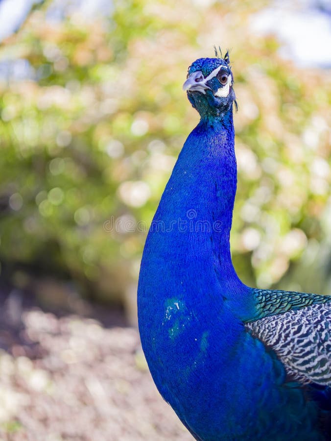 Peacock Standing in the Forest Stock Image - Image of vivid, animal ...