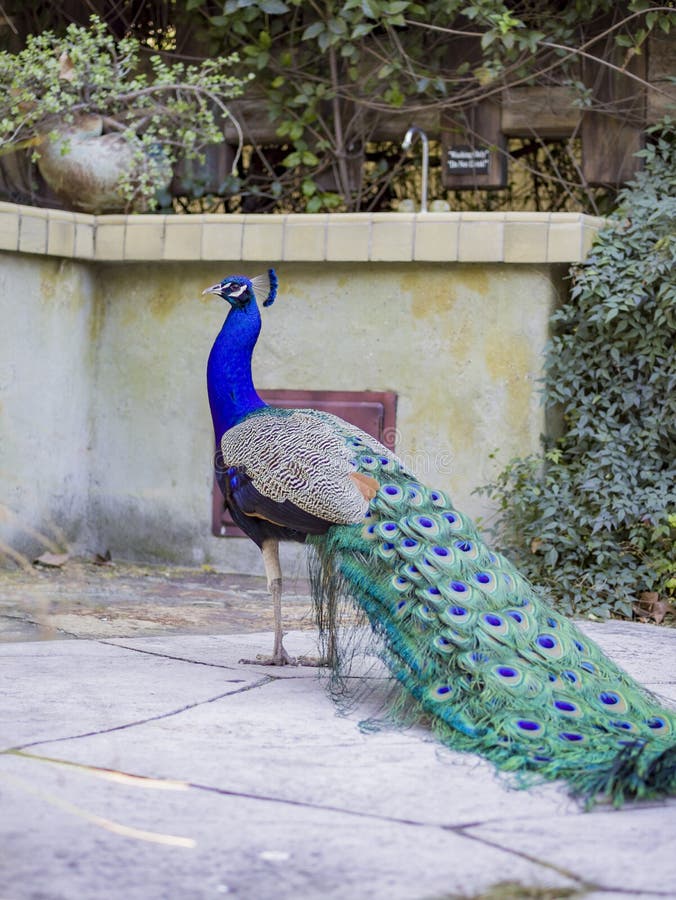Peacock Standing in the Forest Stock Photo - Image of background ...