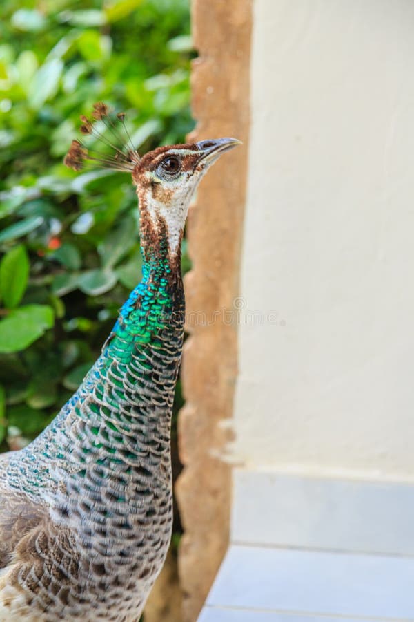 A Peacock is Standing in Front of a Wall Stock Photo - Image of nature ...