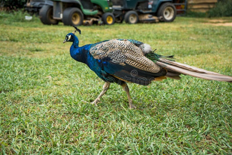 Peacock Standing Majestically Stock Image - Image of animal, munich ...