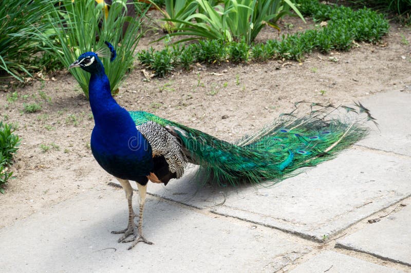 The Peacock is Standing on the Path Stock Photo - Image of majestic ...