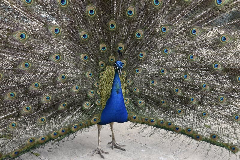 Peacock Standing and Posing with Spread Tail and Colorful Feathers ...
