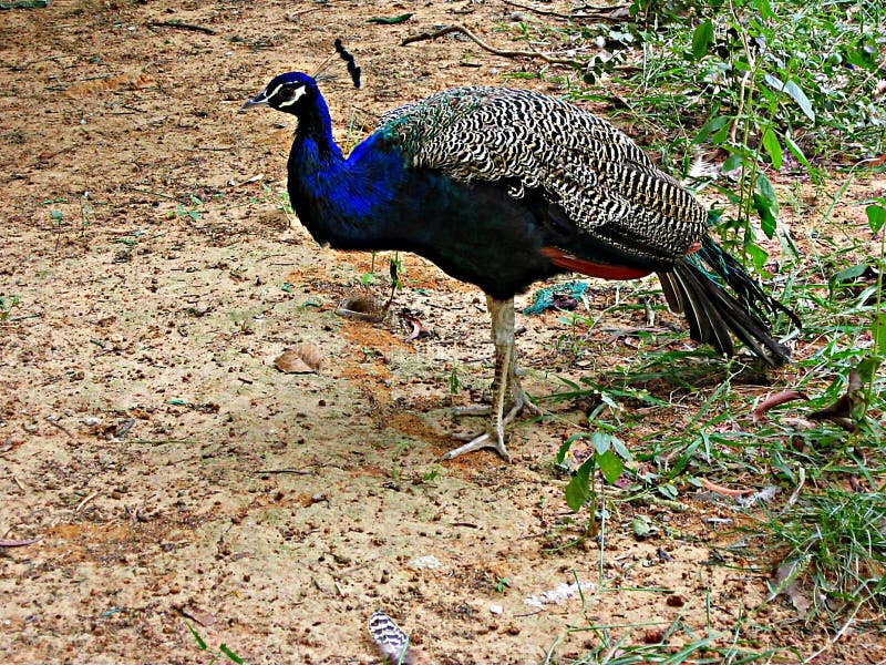115 Peacock Position Stock Photos - Free & Royalty-Free Stock Photos ...