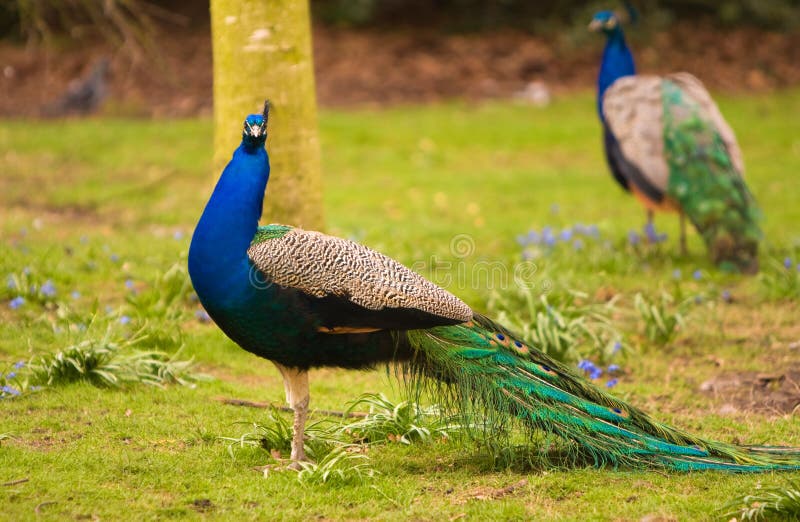 Beautiful Peacock Standing On Meadow Stock Photo - Image of avian ...