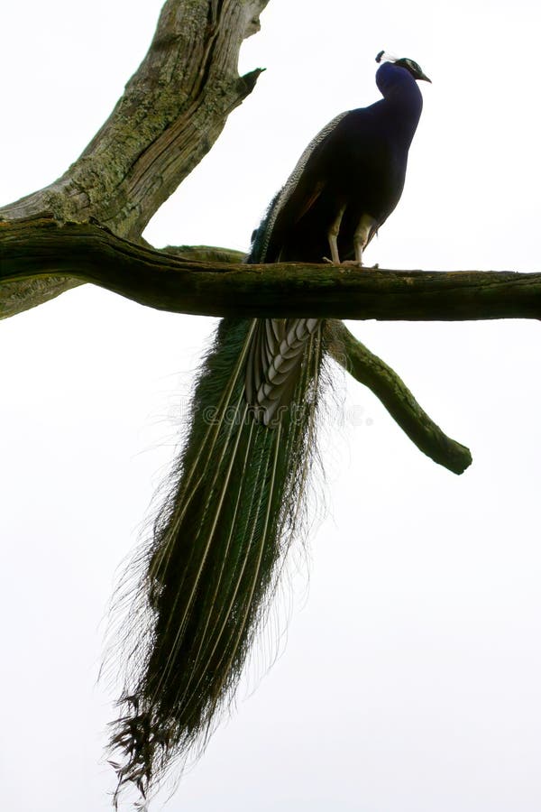 Peacock Standing on Tree Branch Stock Photo - Image of tree, tail ...