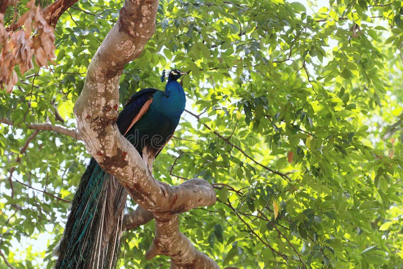 Peacock Standing on a Tree. Stock Image - Image of beautiful, pattern ...