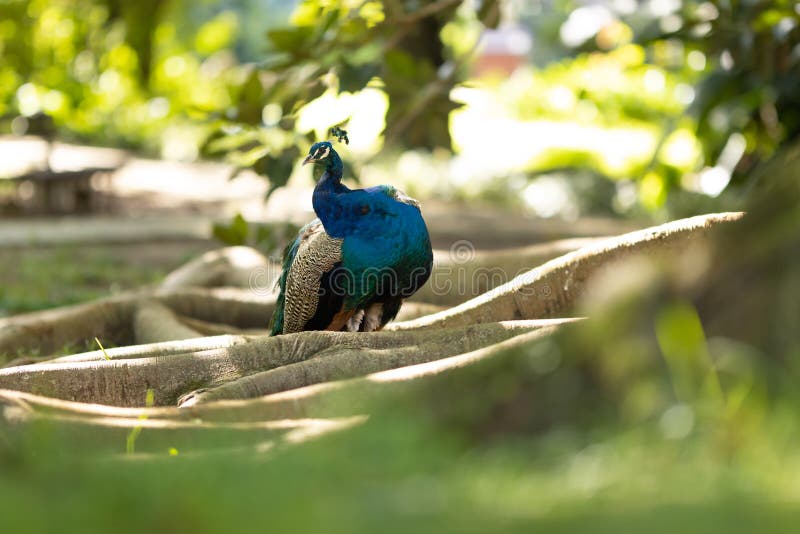 The Peacock Stands at the Massive Roots of the Tree Stock Photo - Image ...