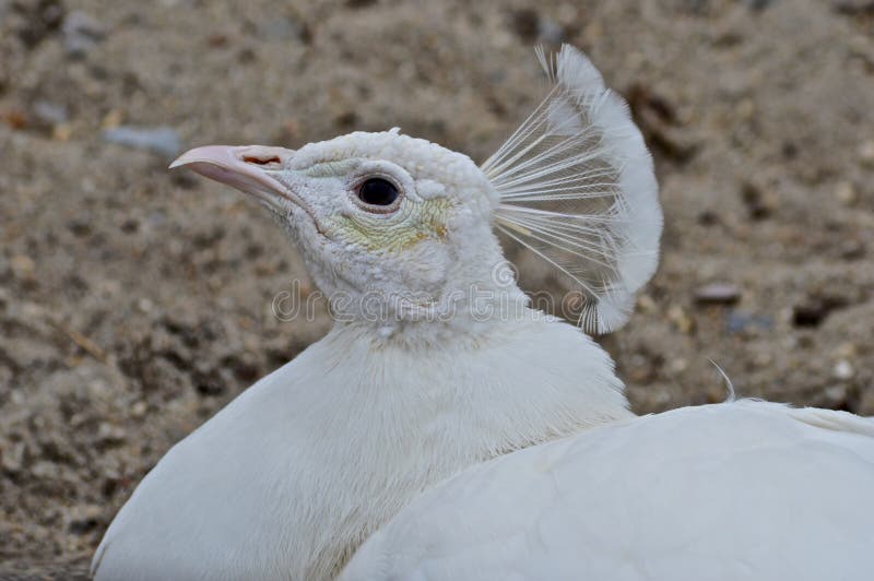 Angry Peacock Stock Photos - Free & Royalty-Free Stock Photos from ...