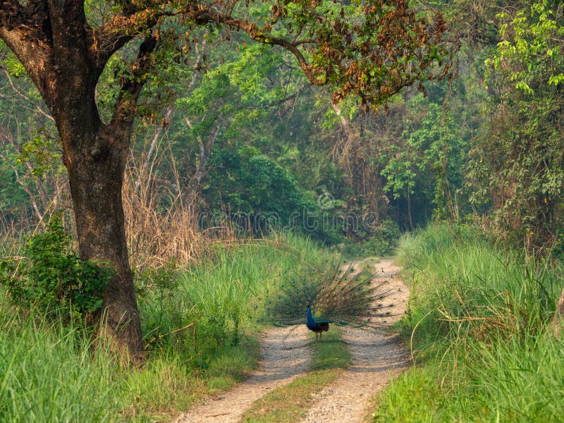 Peacock Strolling on a Dirt Road by Lush Greenery Stock Image - Image ...
