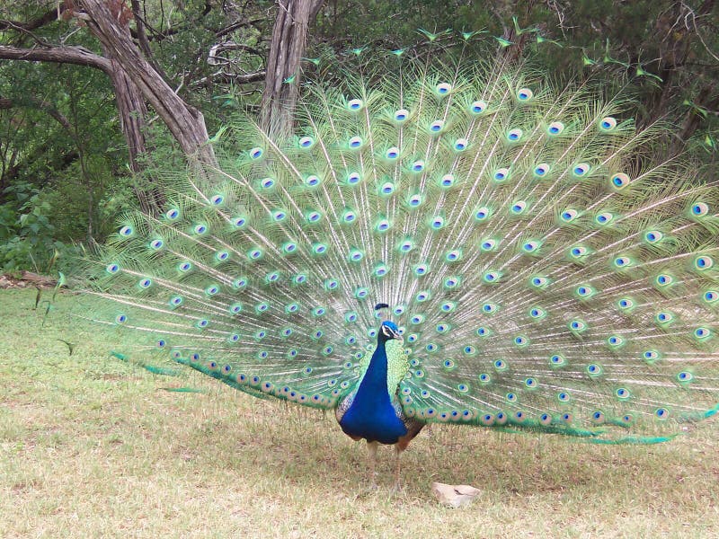 Peacock struts his stuff stock image. Image of proud - 104280119