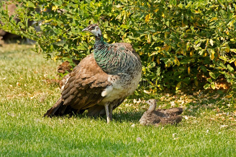 Peacock Sunning with Chick stock photo. Image of female - 26934720