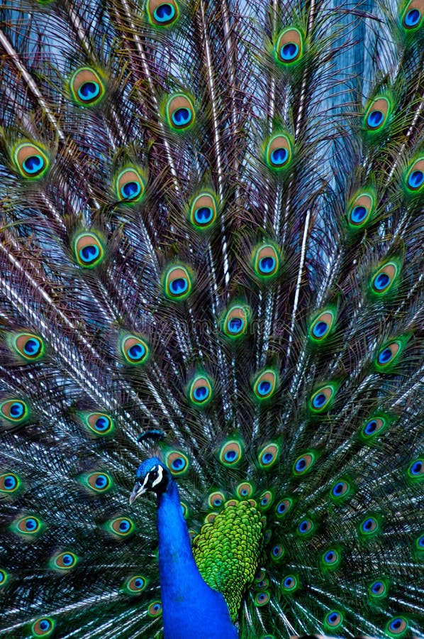 25,799 Peacock Tail Stock Photos - Free & Royalty-Free Stock Photos ...