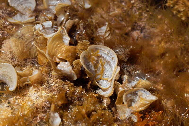 Peacock Tail Brown Algae, Padina Pavonica Stock Photo - Image of pile ...