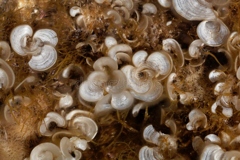 Peacock Tail Brown Algae, Padina Pavonica Stock Photo - Image of ...