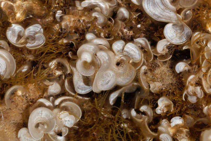 Peacock Tail Brown Algae, Padina Pavonica Stock Photo - Image of life ...