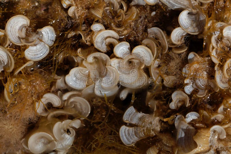 Peacock Tail Brown Algae, Padina Pavonica Stock Image - Image of shore ...
