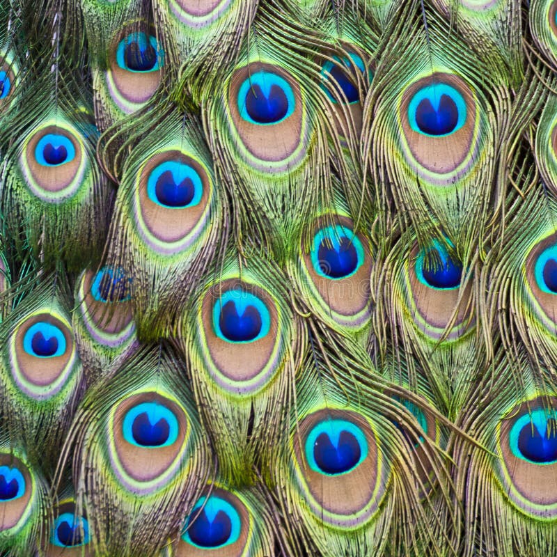 Peacock Tail Feather stock image. Image of bright, flourish - 20985477