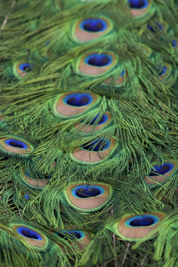 Peacock Tail Feathers in a Full Frame Pattern Stock Image - Image of ...