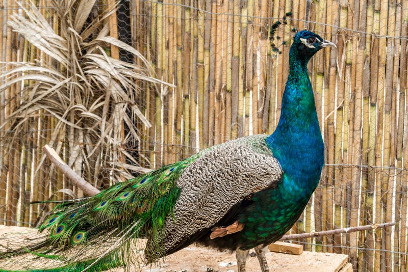 Peacock with Tail Folded Standing Stock Photo - Image of colorful, tail ...