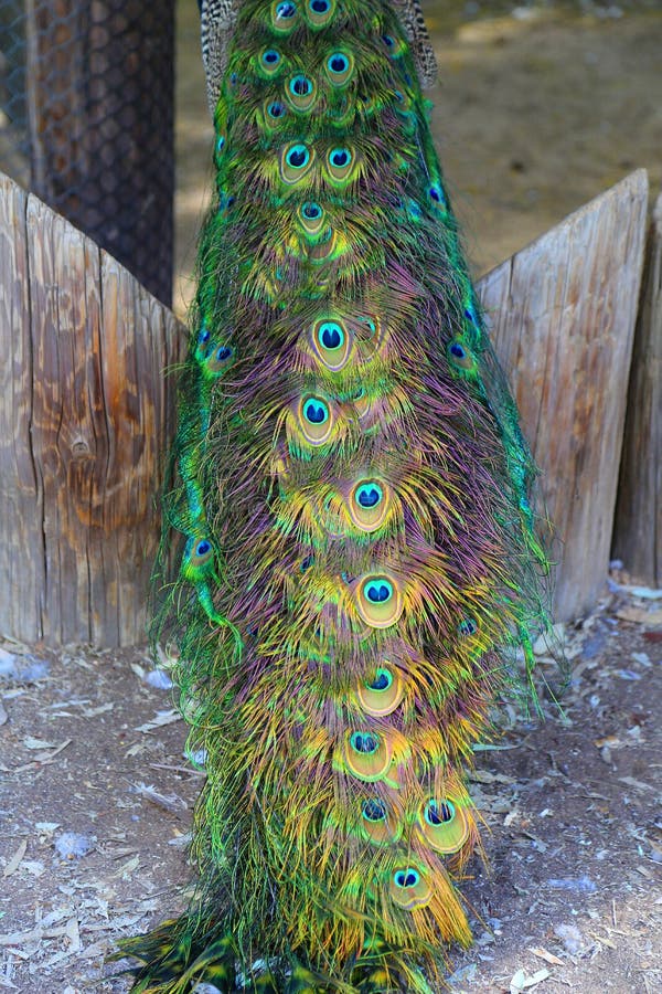 Peacocks stock photo. Image of beautiful, male, head - 55086228