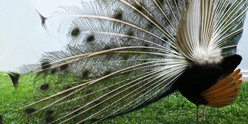 Peacock with Tail in Plume Spread Stock Image - Image of tail, blue ...