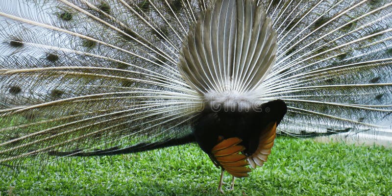Peacock with Tail in Plume Spread Stock Image - Image of showing, color ...