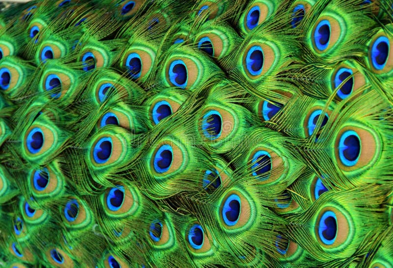 Peacock with Red Feathers stock photo. Image of tailfeathers - 39038198