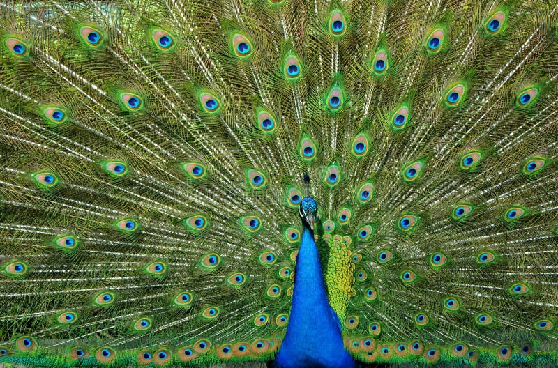 Peacock with Red Feathers stock photo. Image of surreal - 38865318