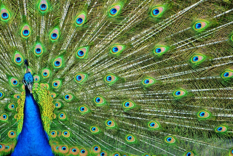 Peacock with Red Feathers stock photo. Image of tailfeathers - 39038198