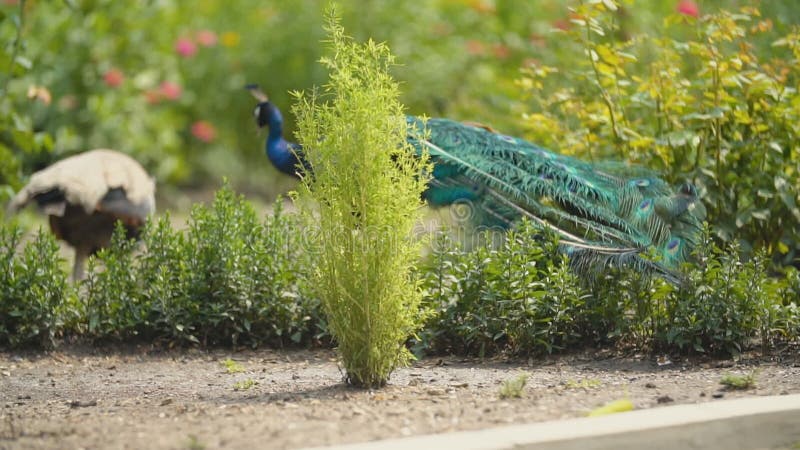Peacock Take a Walk in His Park Stock Footage - Video of colorful ...