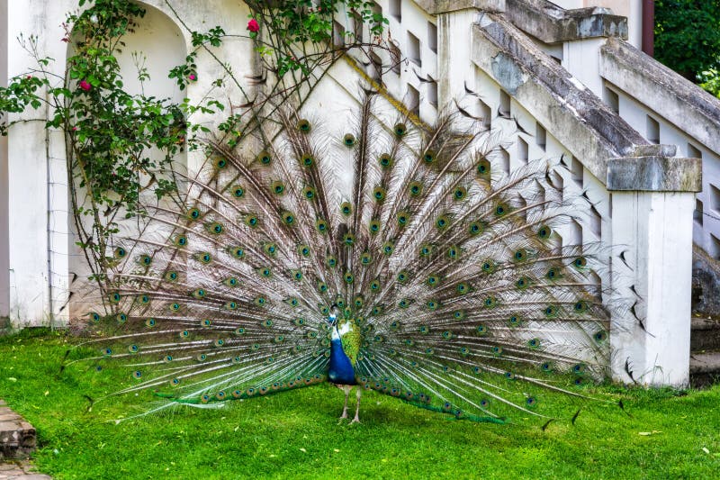 Peacock on Territory of Medieval Castle Blatna in Spring Time, Czech ...