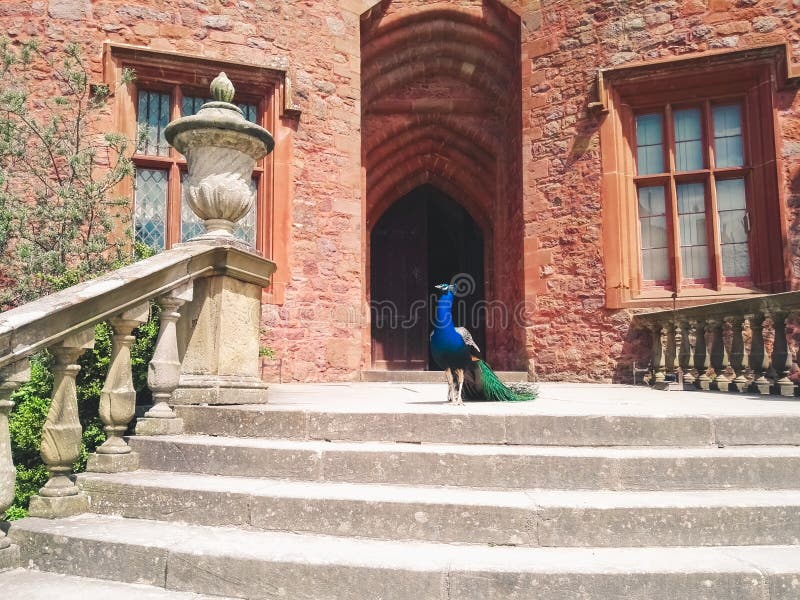 Peacock at Powis Castle stock image. Image of historical - 85725397