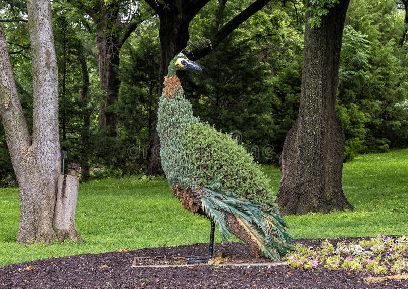 Peacock Topiary on Display at the Fort Worth Botanic Garden, Texas ...