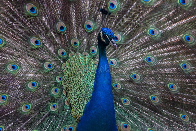 Peacock Train on Display stock image. Image of feathers - 57017953