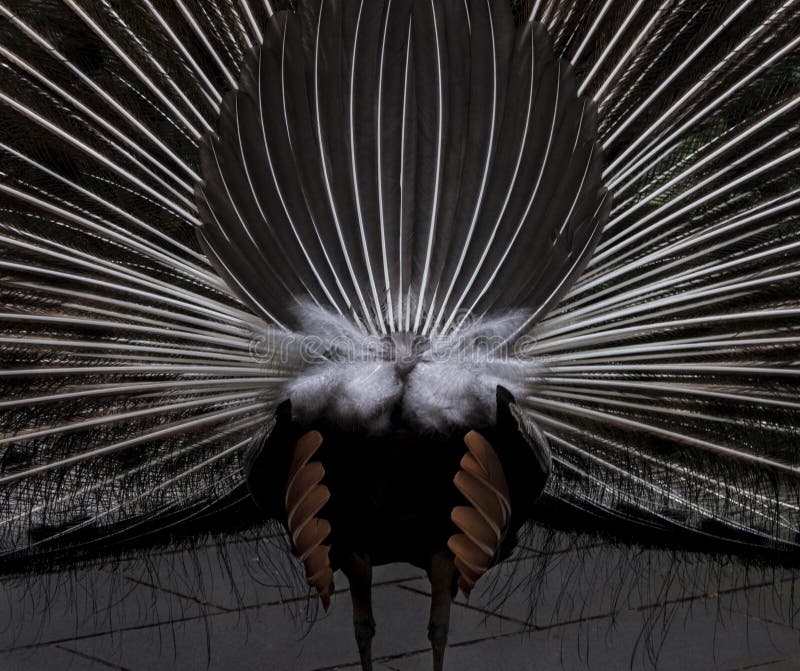 Peacock Train on Display stock image. Image of feathers - 57017953