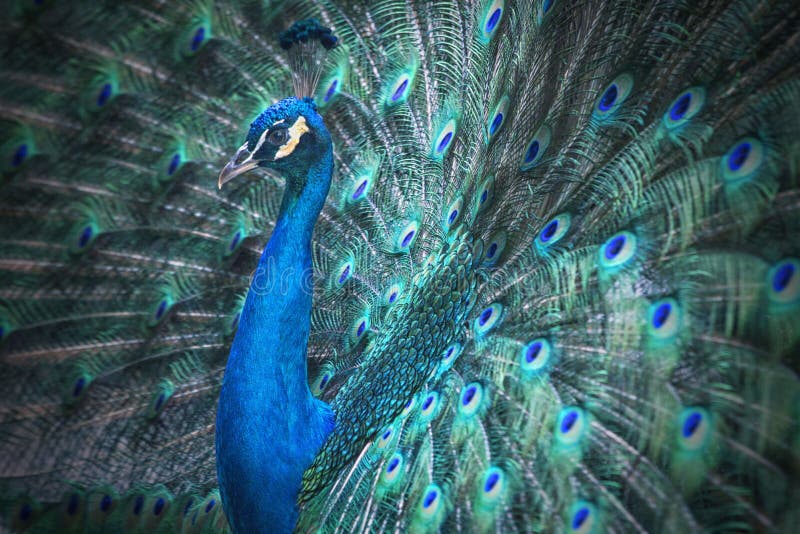 Peacock Train on Display stock photo. Image of train - 57018232