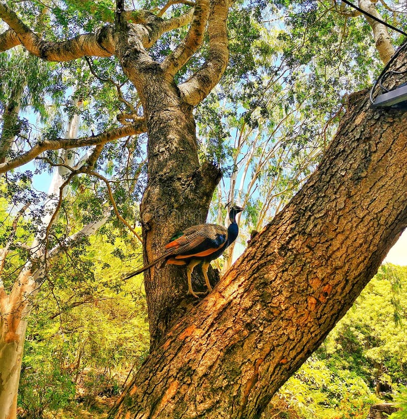 Peacock on the tree stock photo. Image of feathers, beauty - 174923172