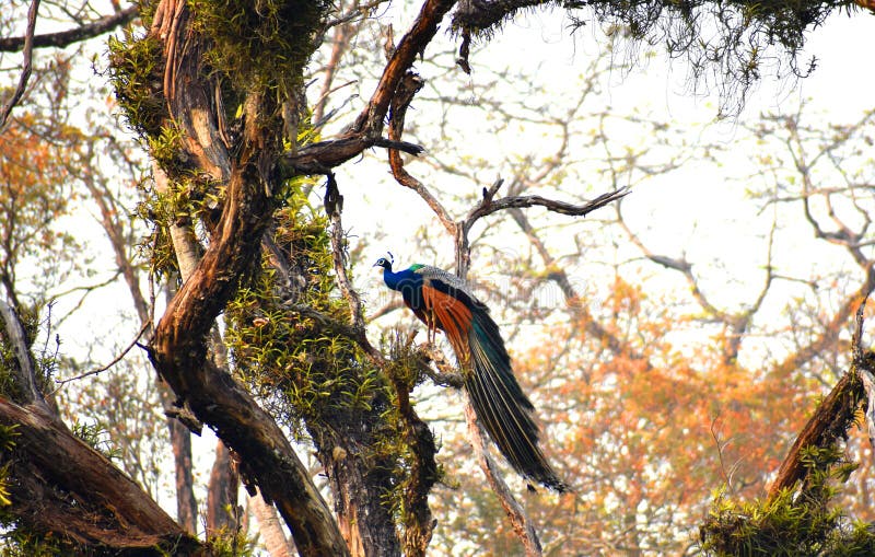 Peacock on the tree stock image. Image of twig, peacock - 184254103