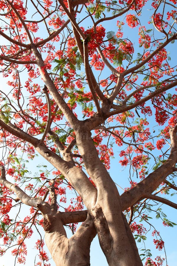 Peacock tree in blossom stock image. Image of blue, season - 40348627