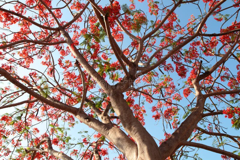 Peacock tree in blossom stock image. Image of bloom, grow - 40348867