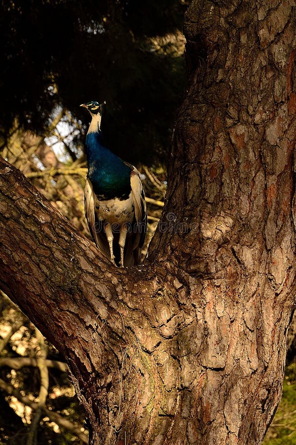 Peacock on a tree branch stock image. Image of blue - 159519401