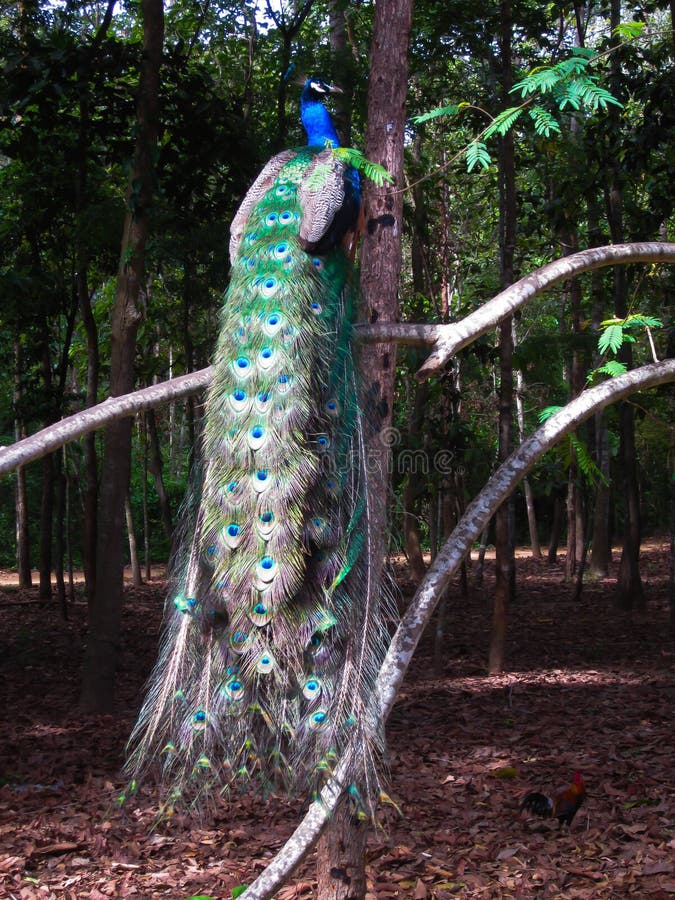 Peacock on tree stock photo. Image of peaock, peacock - 44140108