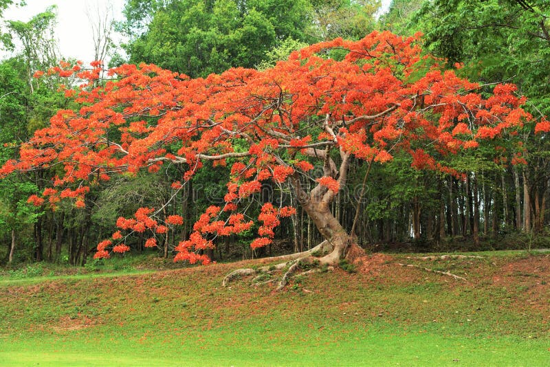 Peacock tree stock image. Image of meadow, plant, summer - 75800083