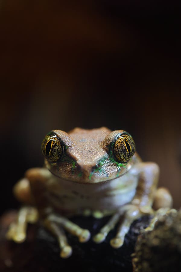 Peacock Tree Frog stock image. Image of amphibian, eyed - 20427937