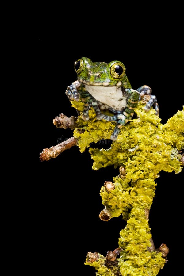 Peacock Tree Frog Picture. Image: 9859763