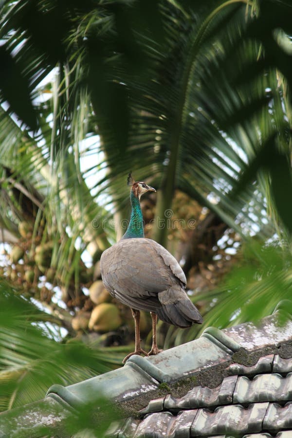 A peacock on a tree. stock photo. Image of tree, peacock - 222201886