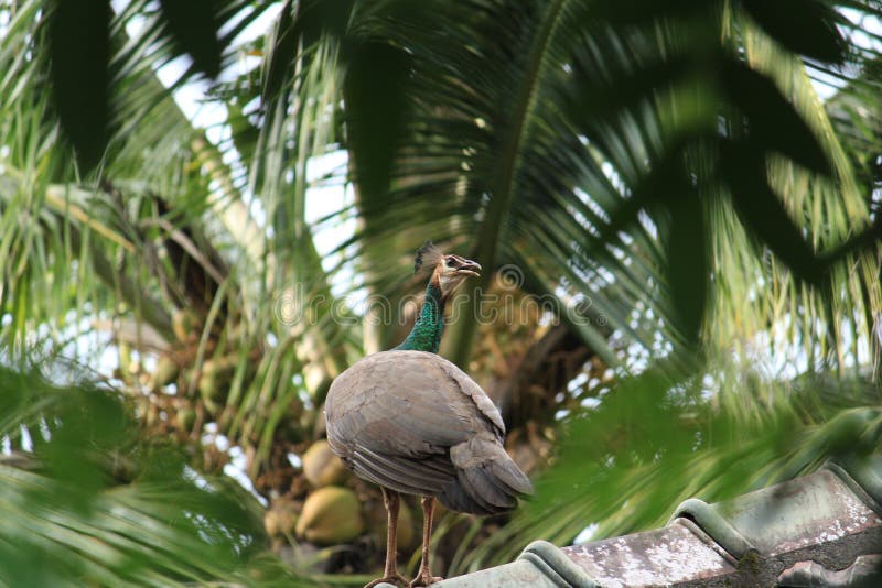 A peacock on a tree. stock image. Image of peacock, natural - 222201941