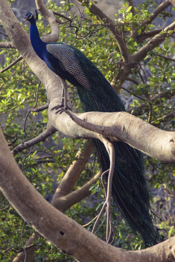 Peacock on a tree stock image. Image of peacock, ringed - 87779167